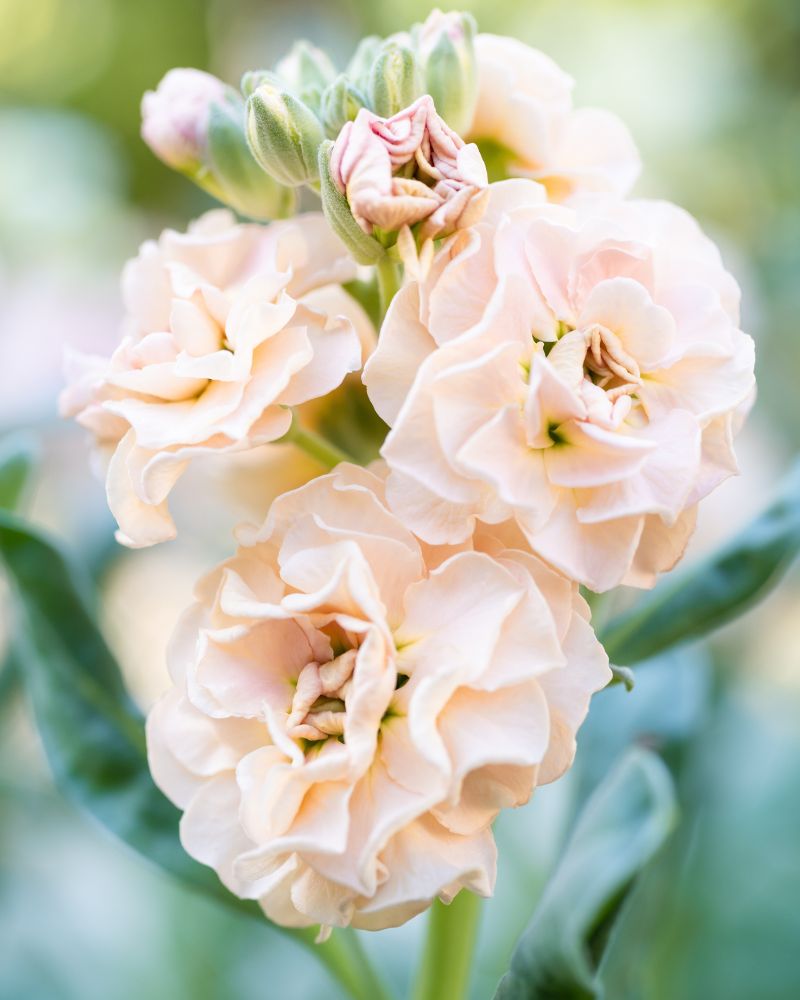 Stock Apricot – Warm Fragrance for Winter Beds – Potted Colour