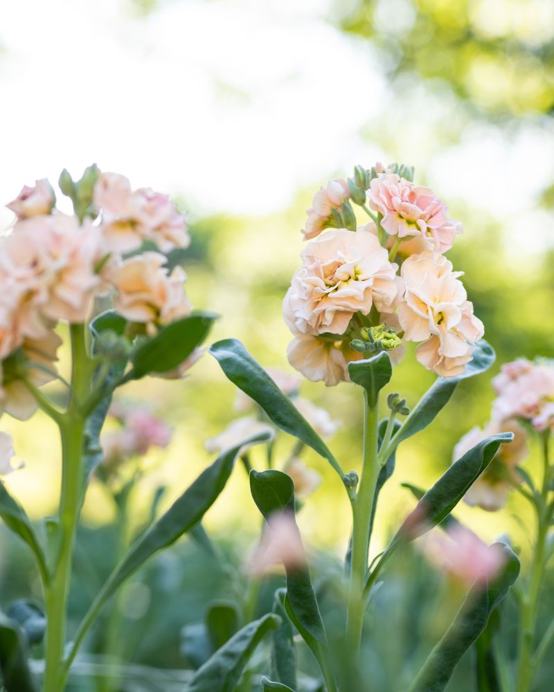 Stock Apricot – Warm Fragrance for Winter Beds – Potted Colour