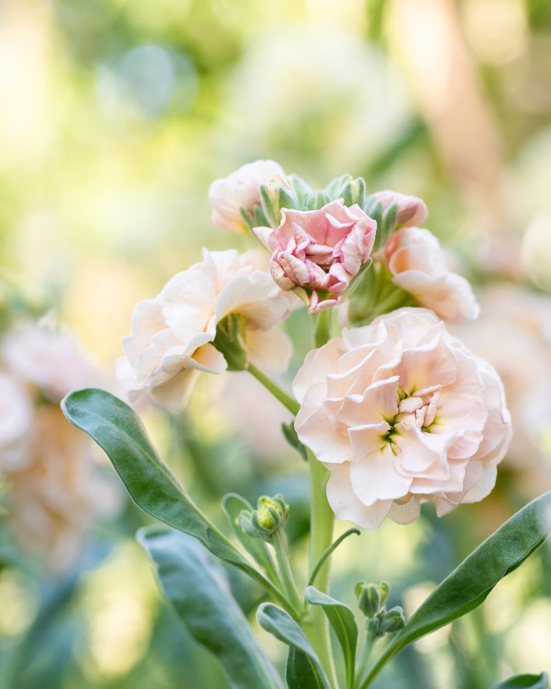 Stock Apricot – Warm Fragrance for Winter Beds – Potted Colour