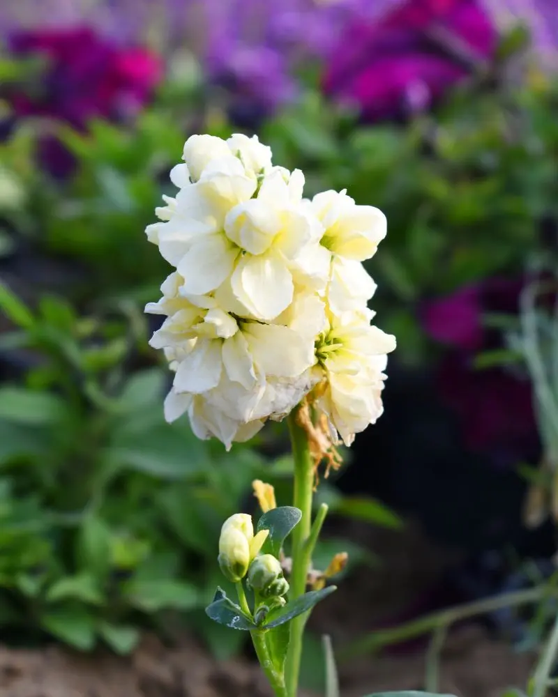 Stock Ivory – Soft Elegance in Bloom – Potted Colour