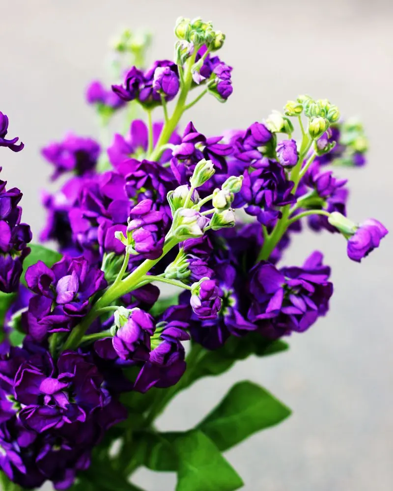 Stock Purple - Scented Blooms for Cool Seasons - Potted Colour