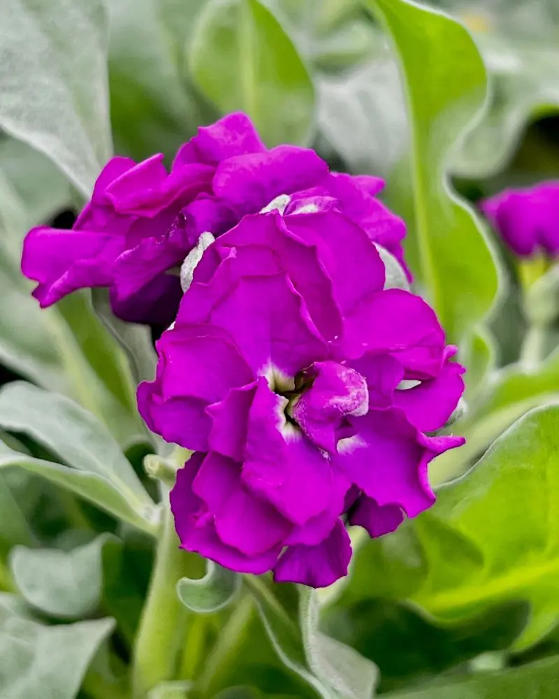 Stock Rose - Elegant blooms for your garden - Potted Colour