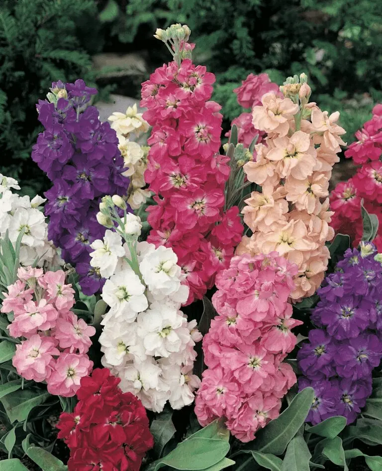 Stock Tall Mix - Vibrant Blooms for Gardens - Potted Colour