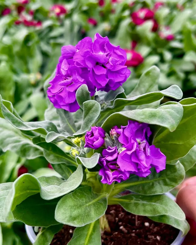 Stock Violet – Rich Colour & Fragrance – Potted Colour