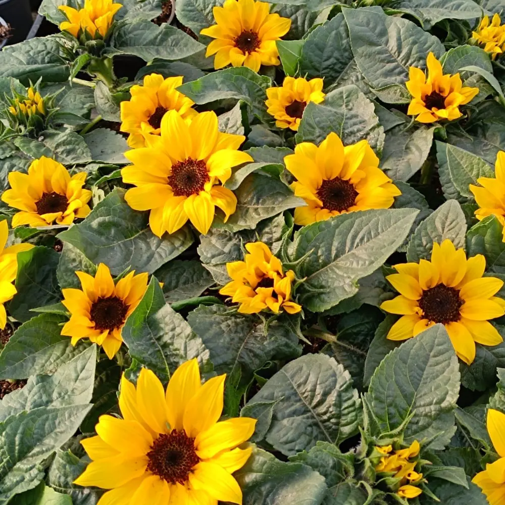 Mini Sunflowers – Bright Charm in Small Spaces – Potted Colour