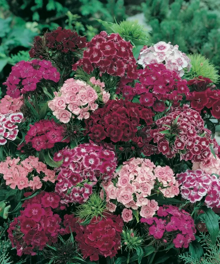 Sweet William Wee Willie – Fragrant Charm – Potted Colour