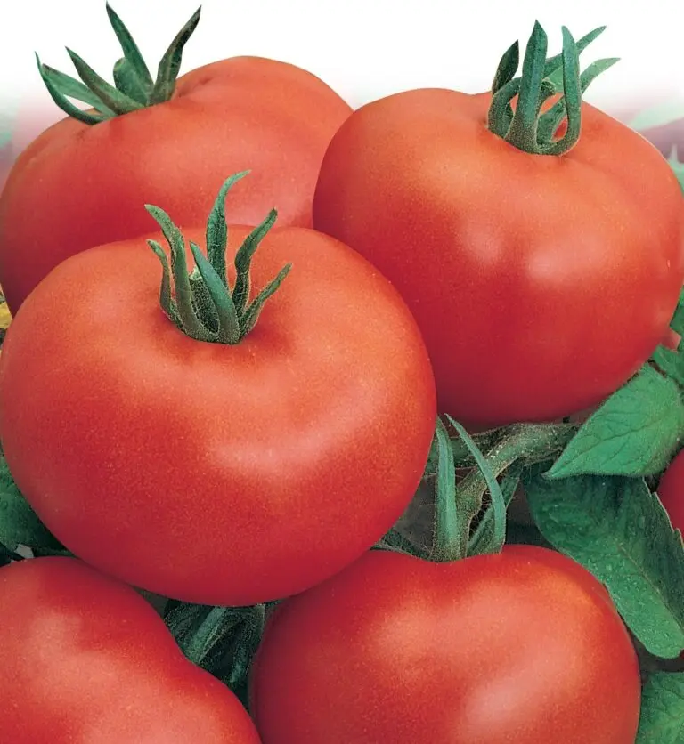 Tomato Apollo – Early Crop & Rich Flavour – Potted Colour