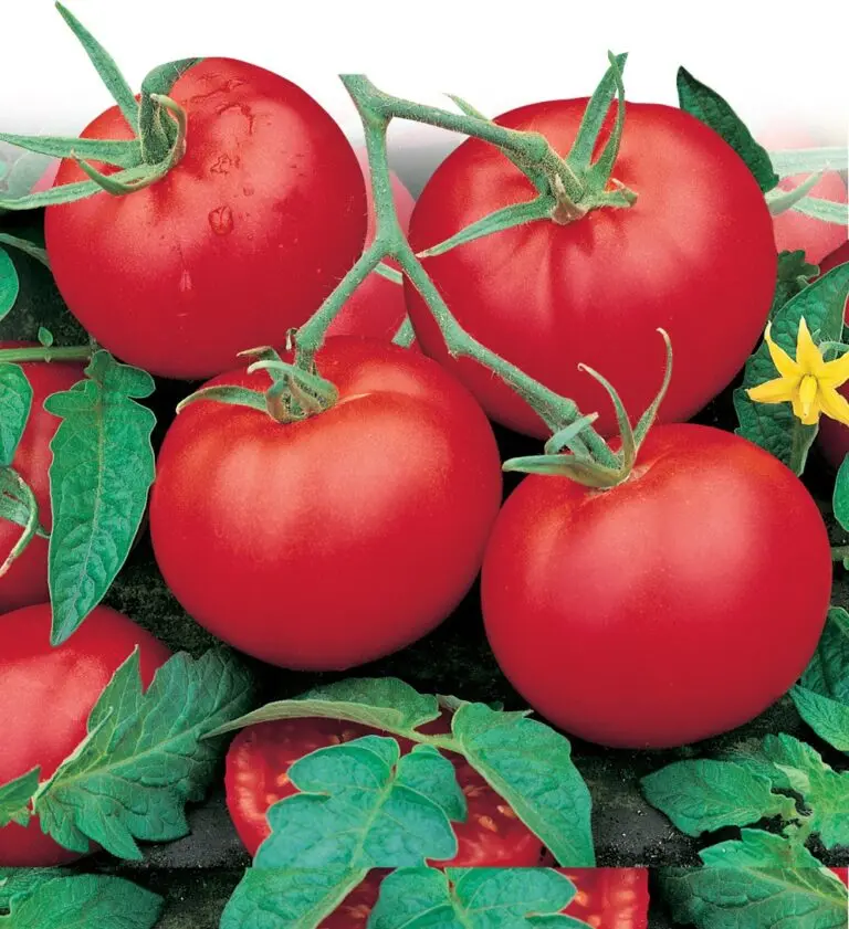 Tomato F1 Truss – Reliable & Juicy Clusters – Potted Colour