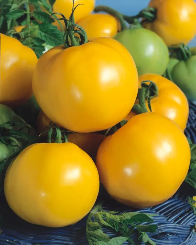 Tomato Jubilee Yellow – Mild, Golden Fruit Delight – Potted Colour