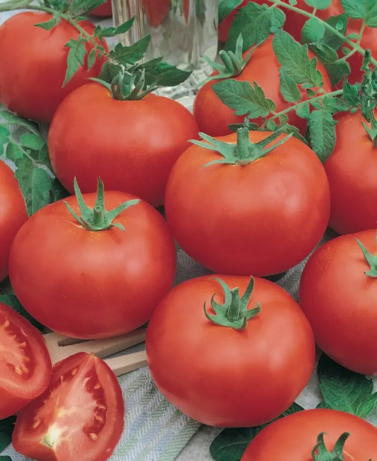 Tomato KY1 – Effortless flavour, Aussie favourite – Potted Colour