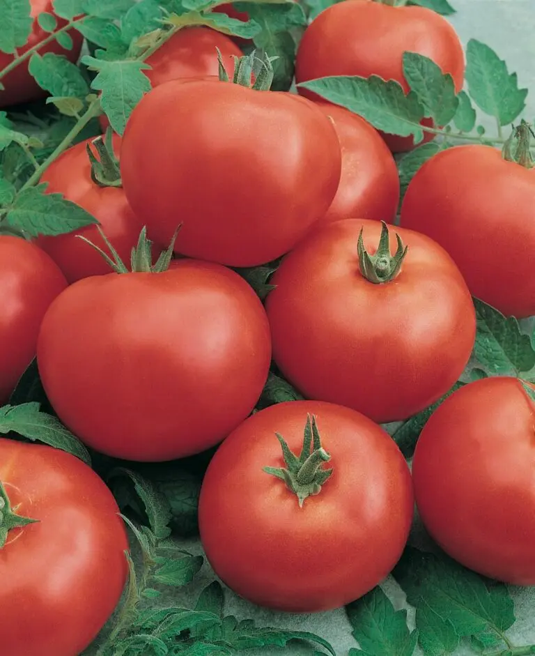 Tomato Mighty Red – Bold Flavour, Big Harvest – Potted Colour