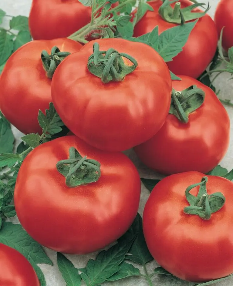 Tomato Mortgage Lifter Big Yields Bold Taste Potted Colour
