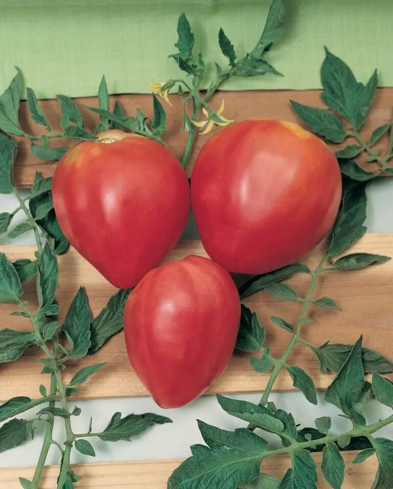 Tomato Ox Heart – Sweet & Meaty Favourite – Potted Colour