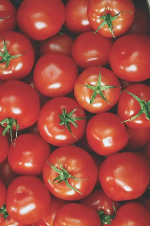 Tomato Patio Supreme – Compact & Generous – Potted Colour