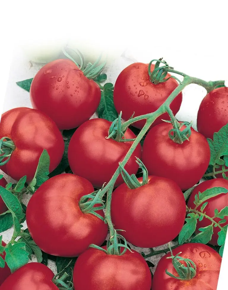 Tomato Rebel First Prize – Easy Bush Harvests – Potted Colour