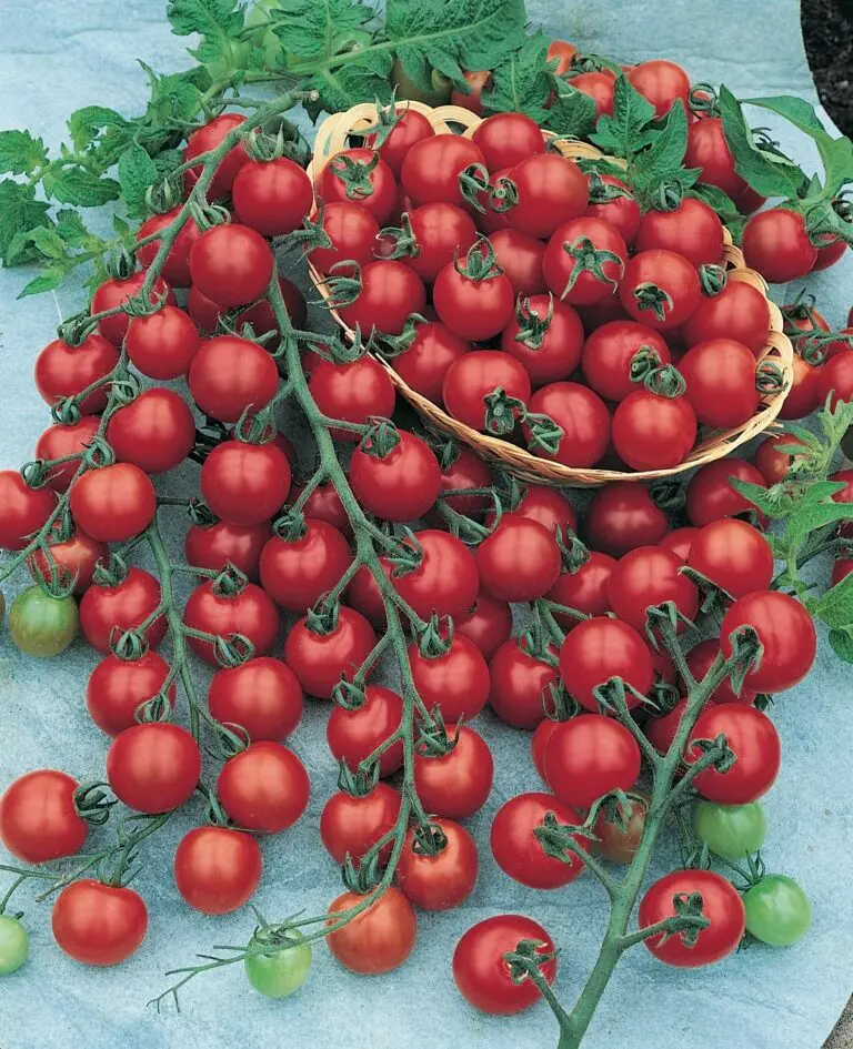 Tomato Sweet Bite Cherry – Juicy Trusses Galore – Potted Colour