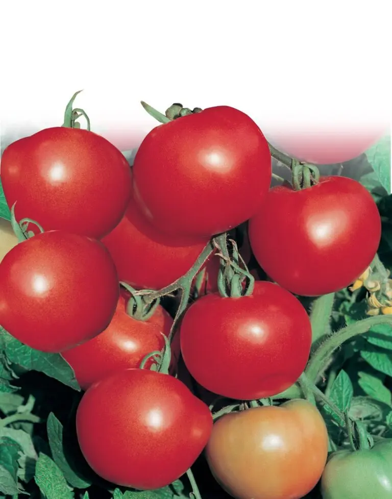 Tomato Tommy Toe - Award-Winning garden classic - Potted Colour