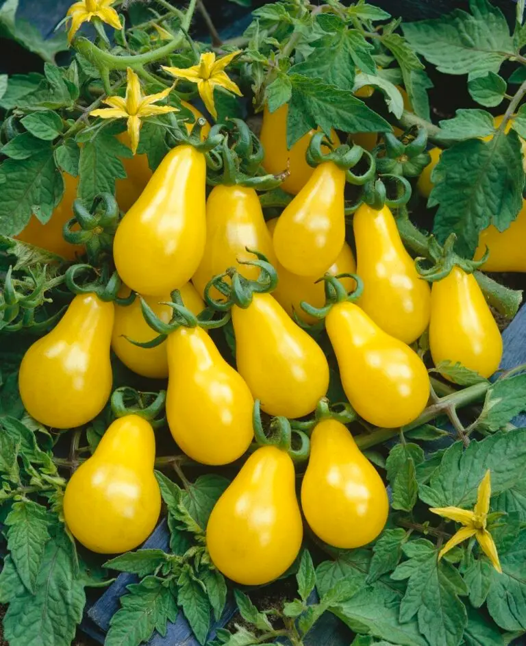 Tomato Yellow Petite Pear – Tiny & Tasty – Potted Colour