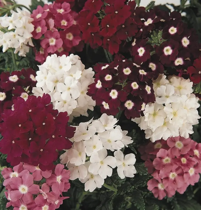 Verbena Merlot Mix – Rich, Bold Colour Pop – Potted Colour