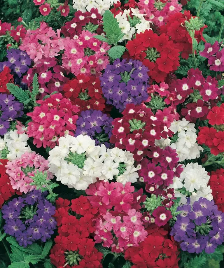 Verbena Mix – Bold Colour for Sunny Spots – Potted Colour