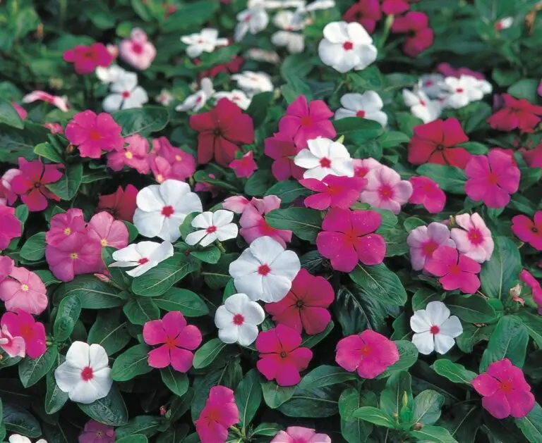 Vinca Dynasty – Bold Summer Colour Mix – Potted Colour