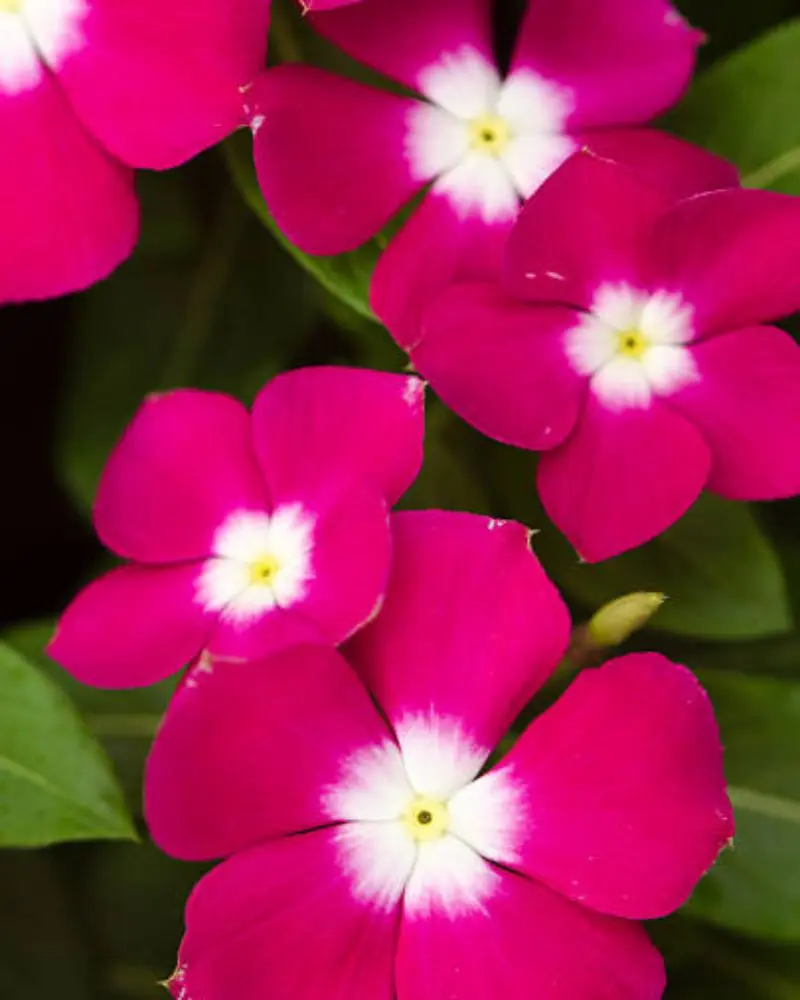 Vinca Magenta Halo – Bold Crimson Blooms – Potted Colour