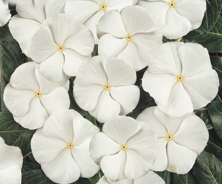 Vinca White – Pure Elegance in Full Sun – Potted Colour
