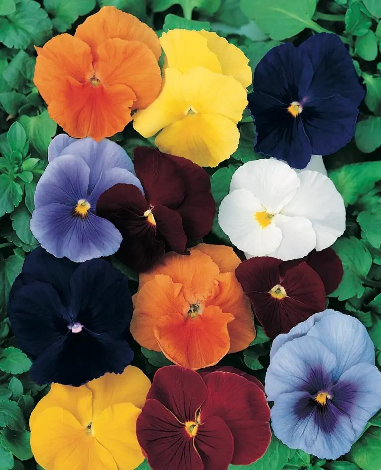 Viola All Seasons Mix – Vibrant Flower Display – Potted Colour