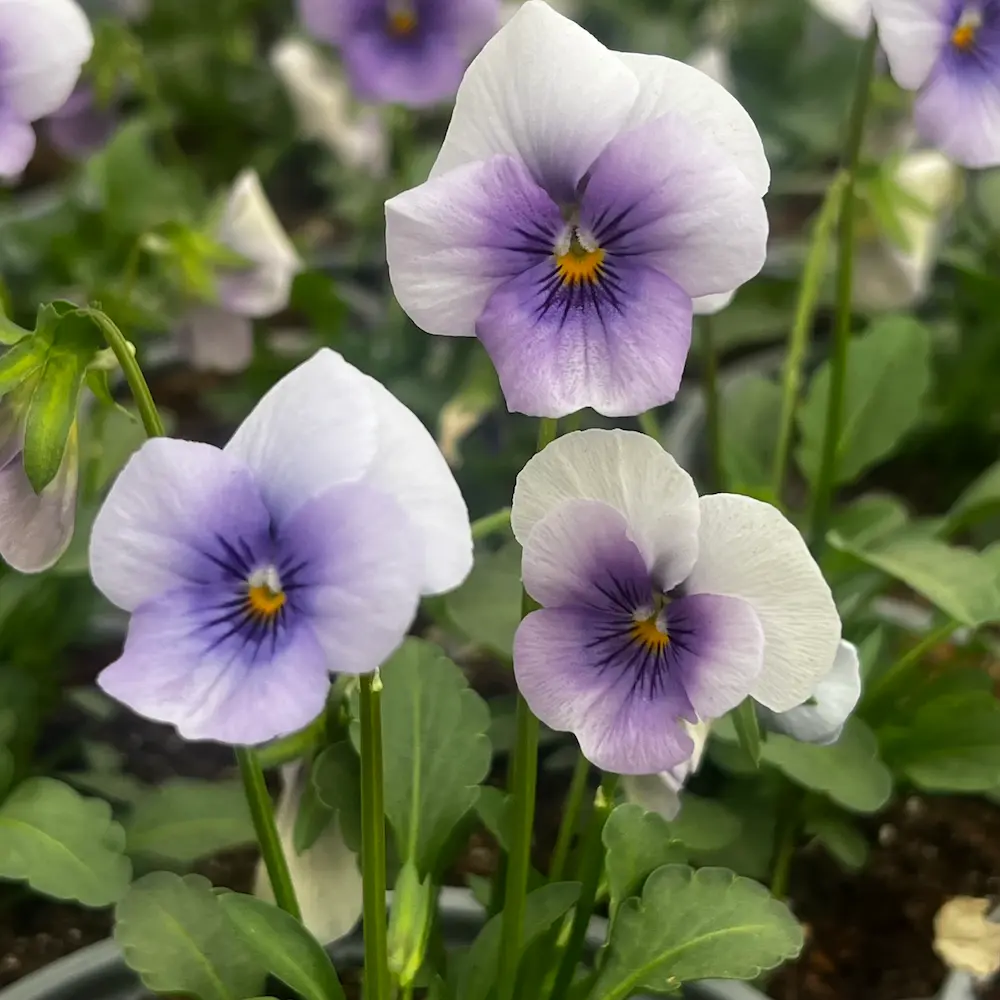 Viola Beaconsfield Blue - Striking Two-Tone Blooms - Potted Colour