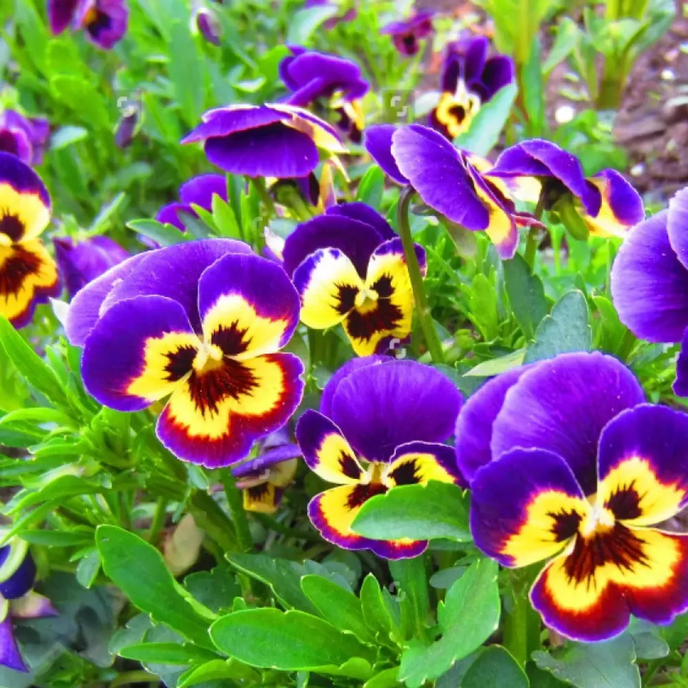Viola Berry Pie - Deep blue flowers with yellow face - Potted Colour