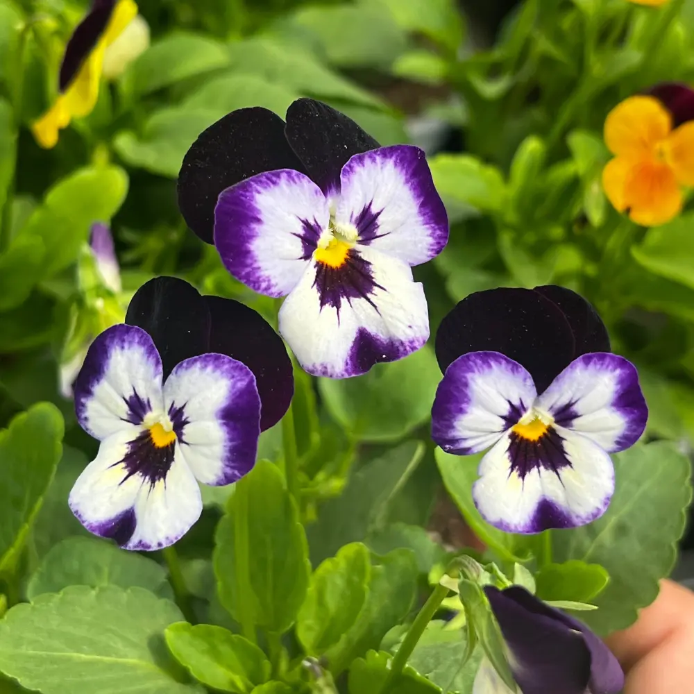 Viola Denim Jump Up – Blue Blooms, Yellow Eye – Potted Colour