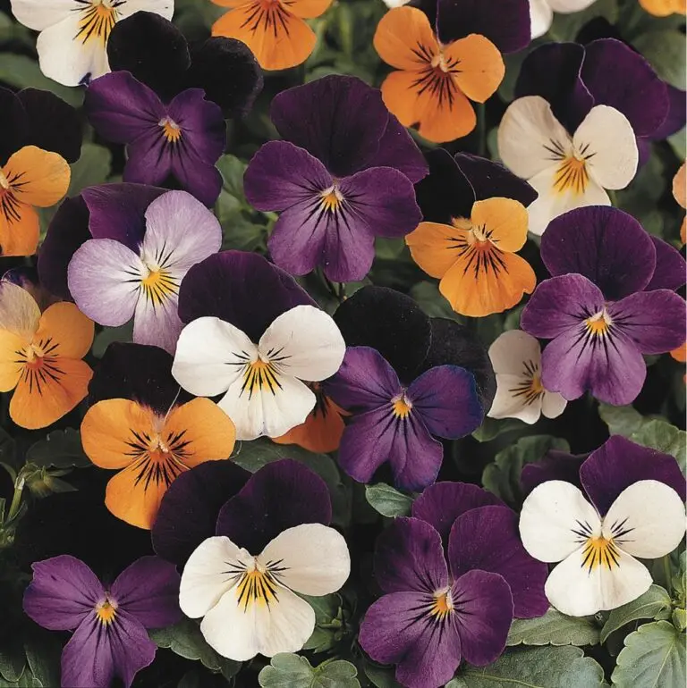 Viola Duet | Two-Toned Blooms, Autumn & Winter | Potted Colour