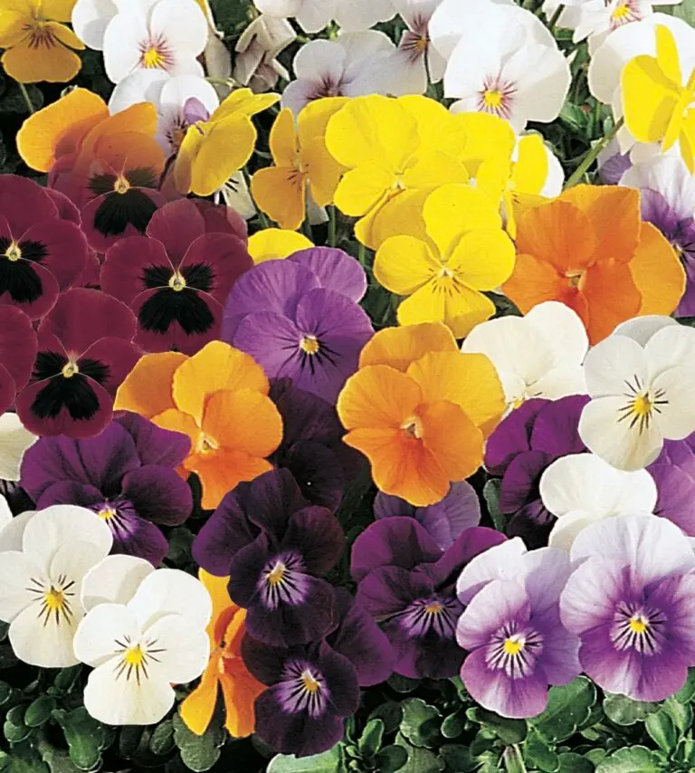 Viola Mix – Vibrant Blooms for Your Garden – Potted Colour