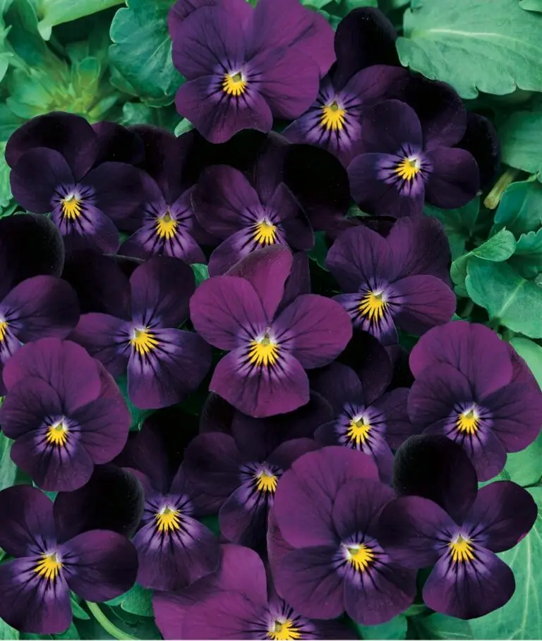 Viola Plum Velvet - Rich purple blooms for gardens - Potted Colour
