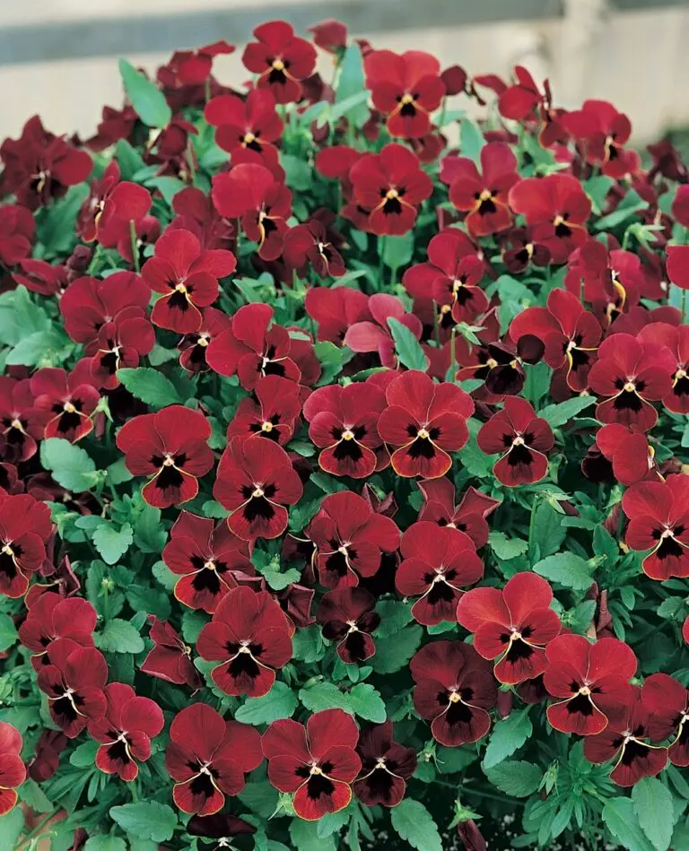 Viola Red Blotch - Vibrant Red Blooms for gardens - Potted Colour