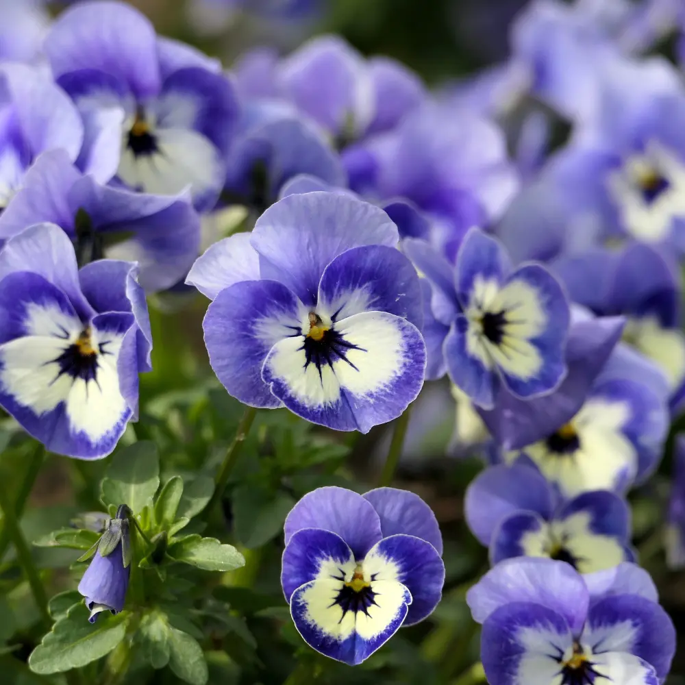 Viola Sorbet Delft Blue - Delicate blue-white flowers | Potted Colour