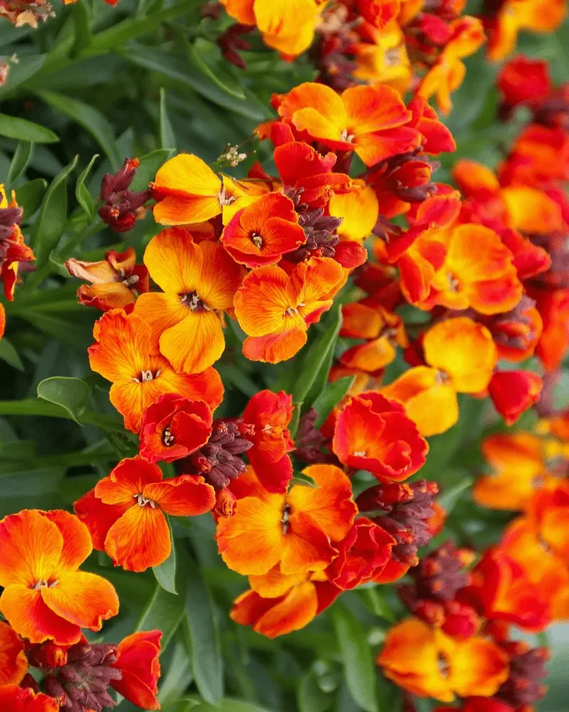 Wallflower Sugar Rush - Early blooms, fragrance - Potted Colour