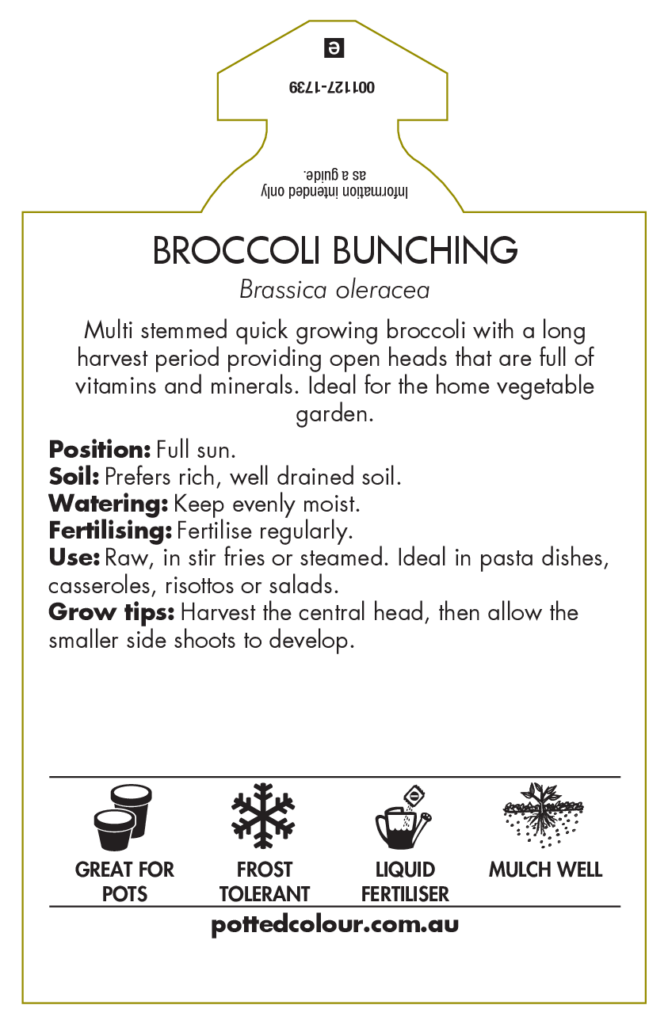 Broccoli Bunching - Potted Colour