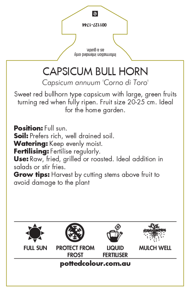 Capsicum Bull Horn – Sweet, Long & Lush – Potted Colour