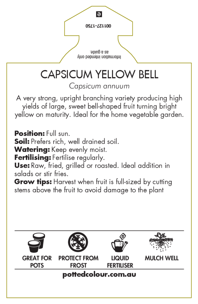 Capsicum Yellow Bell – Sunshine in Every Bite – Potted Colour