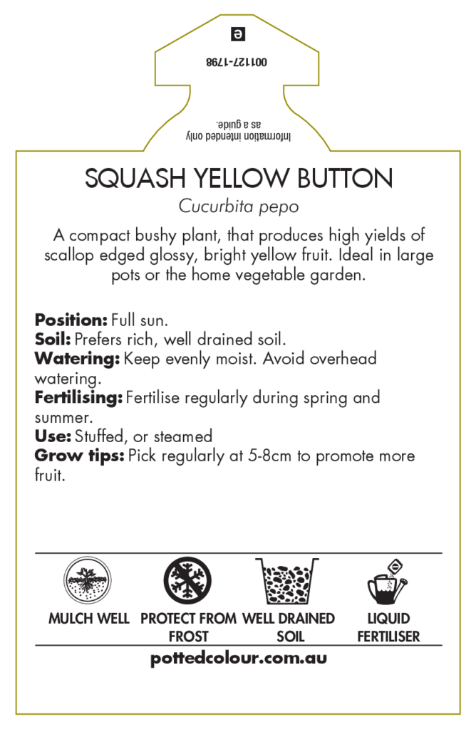 Squash Yellow Button – Bright & Productive – Potted Colour