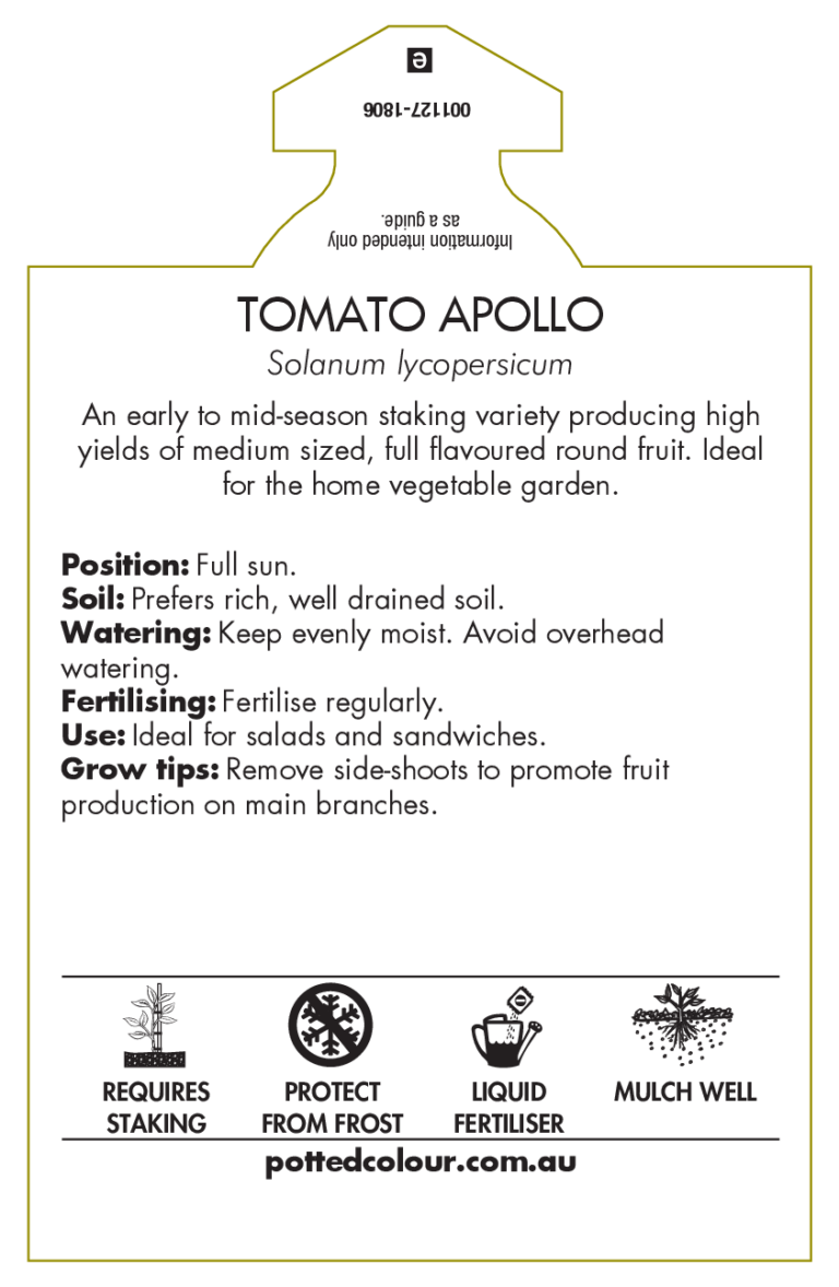 Tomato Apollo – Early Crop & Rich Flavour – Potted Colour