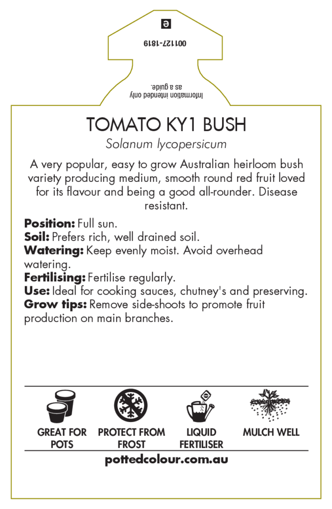 Tomato KY1 – Effortless flavour, Aussie favourite – Potted Colour