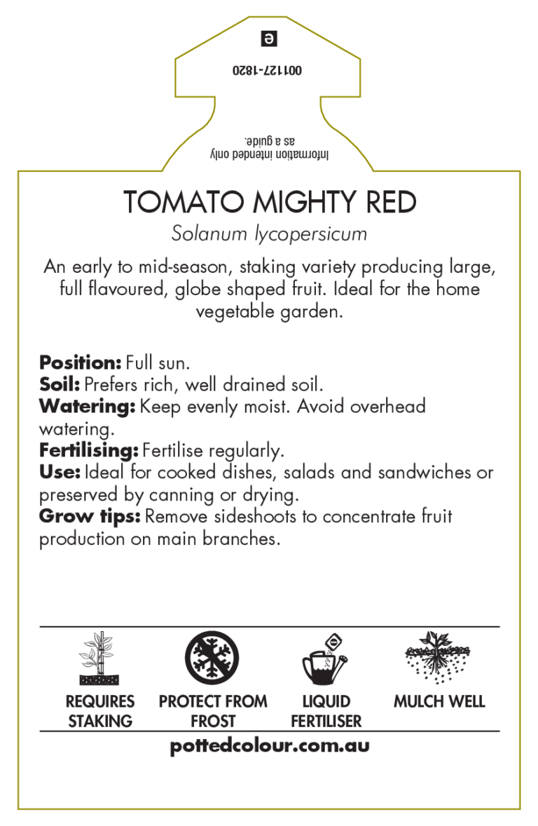 Tomato Mighty Red – Bold Flavour, Big Harvest – Potted Colour