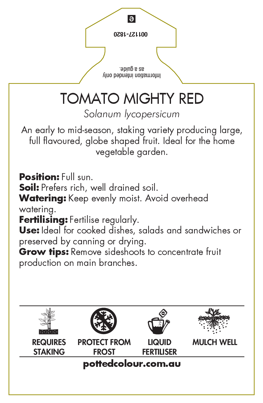 Tomato Mighty Red – Bold Flavour, Big Harvest – Potted Colour