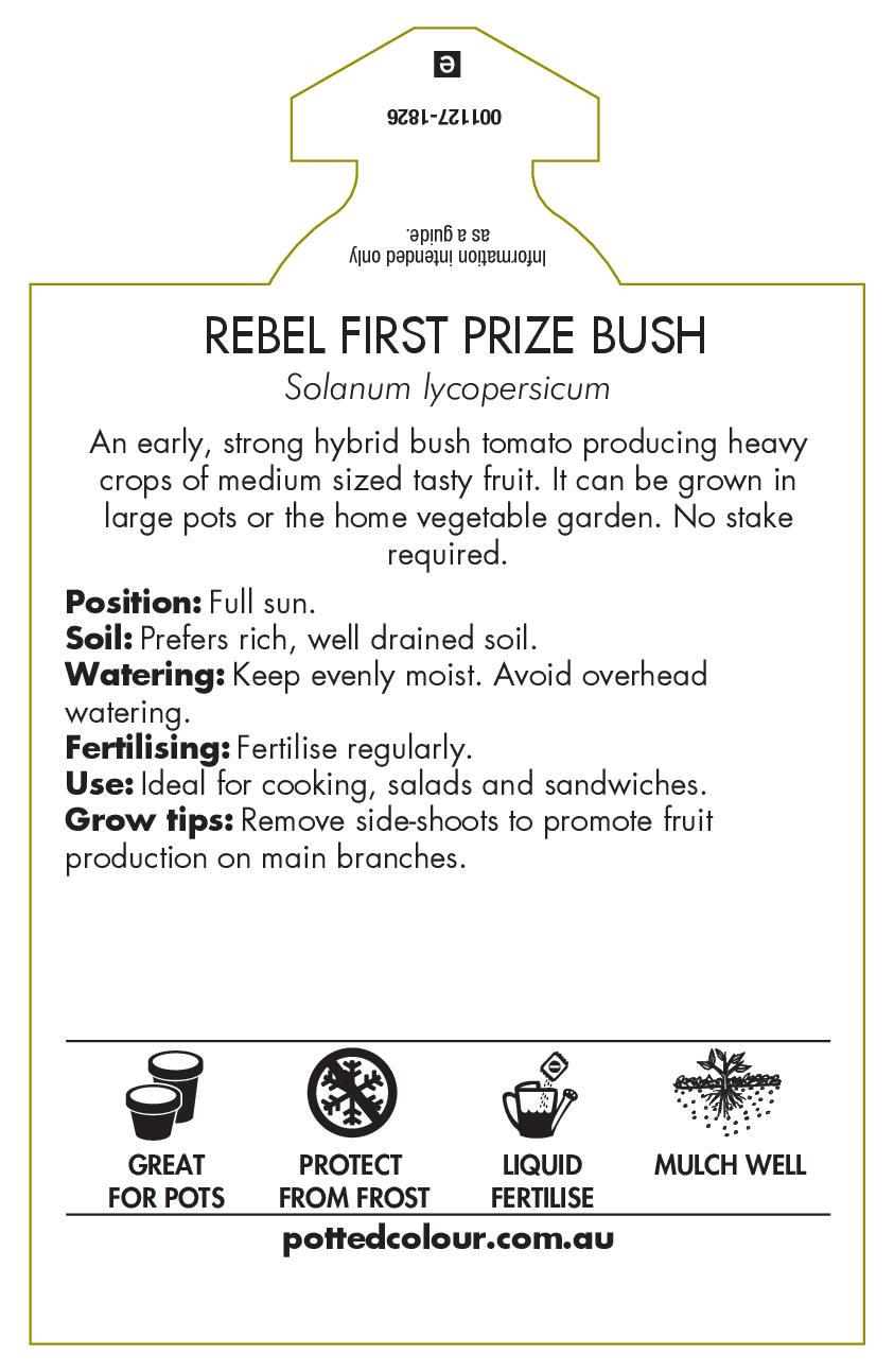 Tomato Rebel First Prize – Easy Bush Harvests – Potted Colour