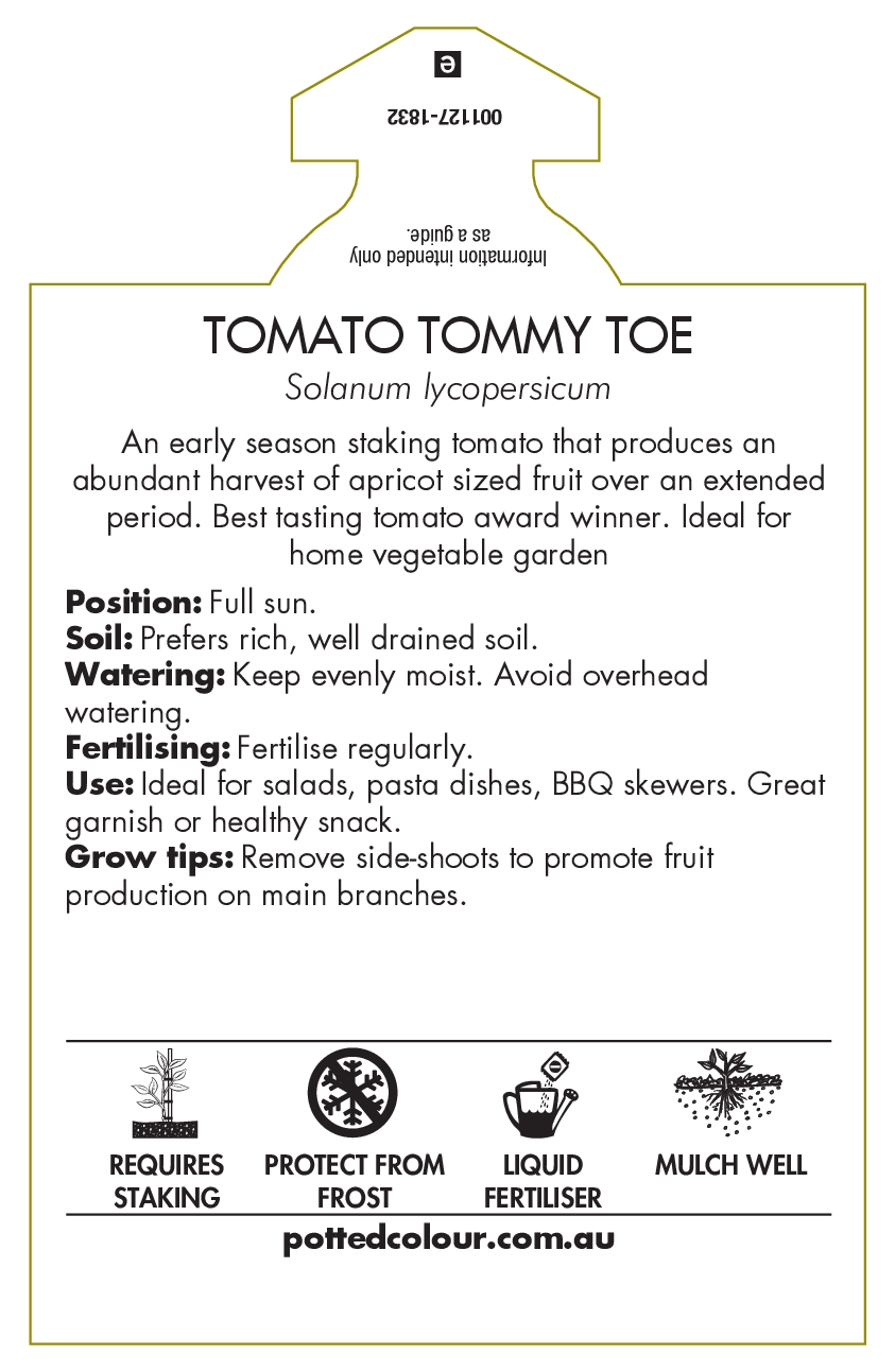 Tomato Tommy Toe - Award-Winning garden classic - Potted Colour