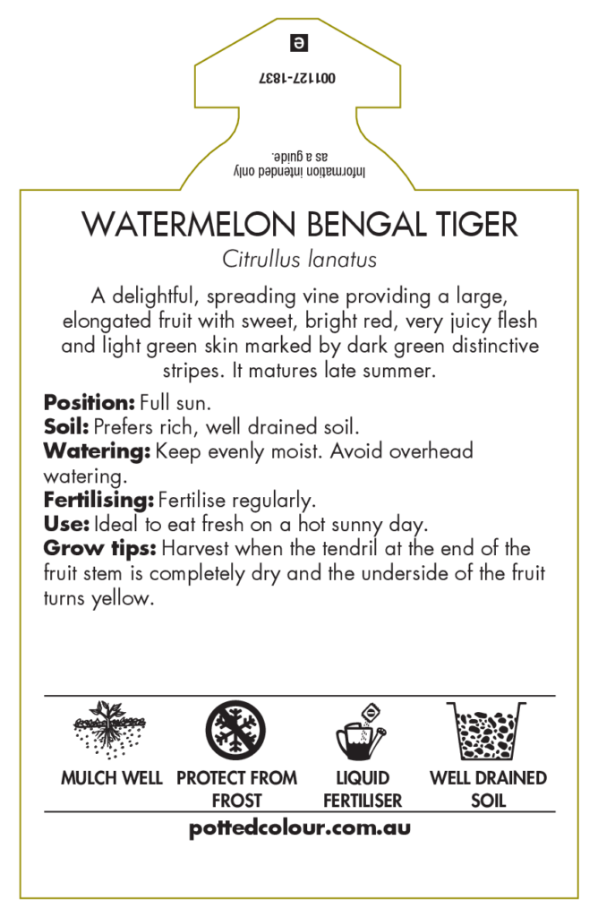 Watermelon Bengal Tiger - Potted Colour