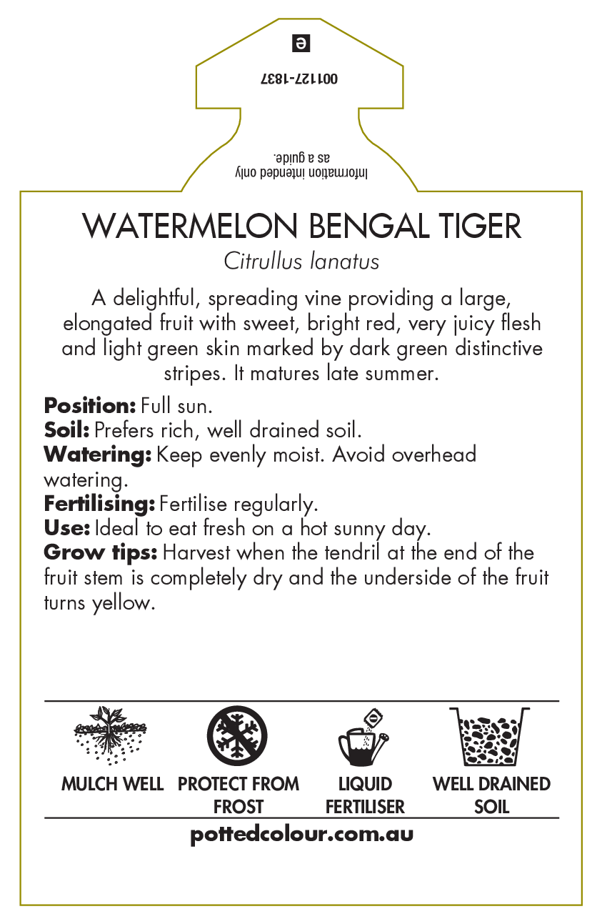 Watermelon Bengal Tiger – Sweet Summer Star – Potted Colour