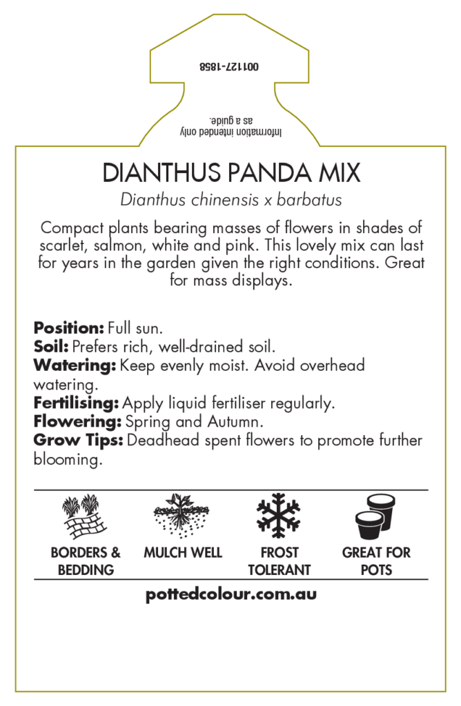 Dianthus Panda Mix – Lasting Colour & Charm – Potted Colour